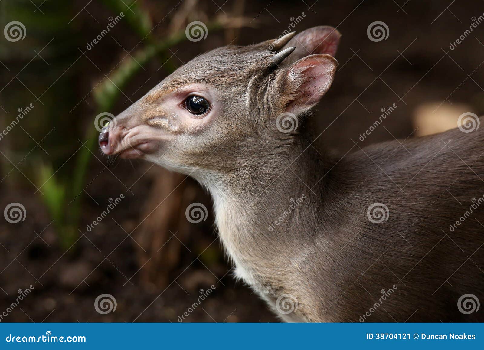Blue Duiker Antelope stock image. Image of fauna, horns - 38704121