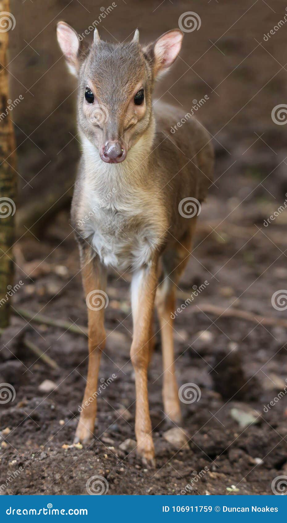 Blue Duiker Antelope in the Forest Stock Image - Image of nature, nose ...