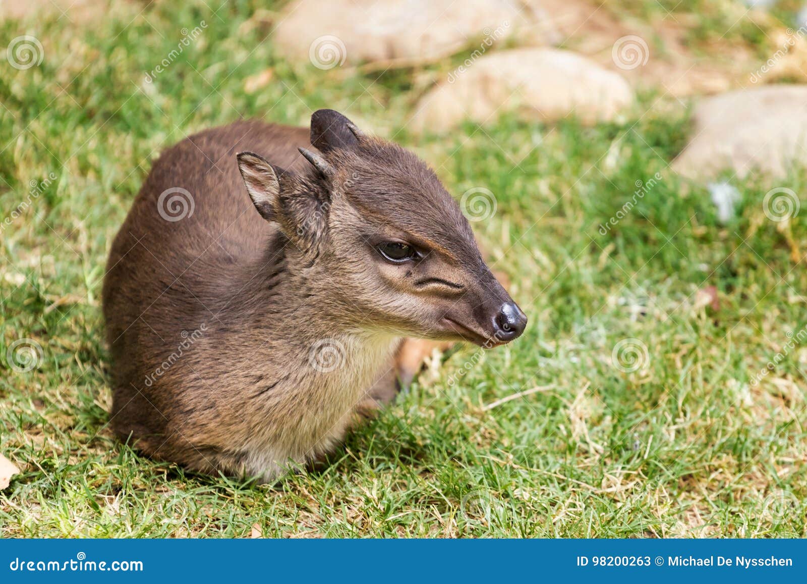 Blue Duiker stock image. Image of buck, close, tiny, mammal - 98200263