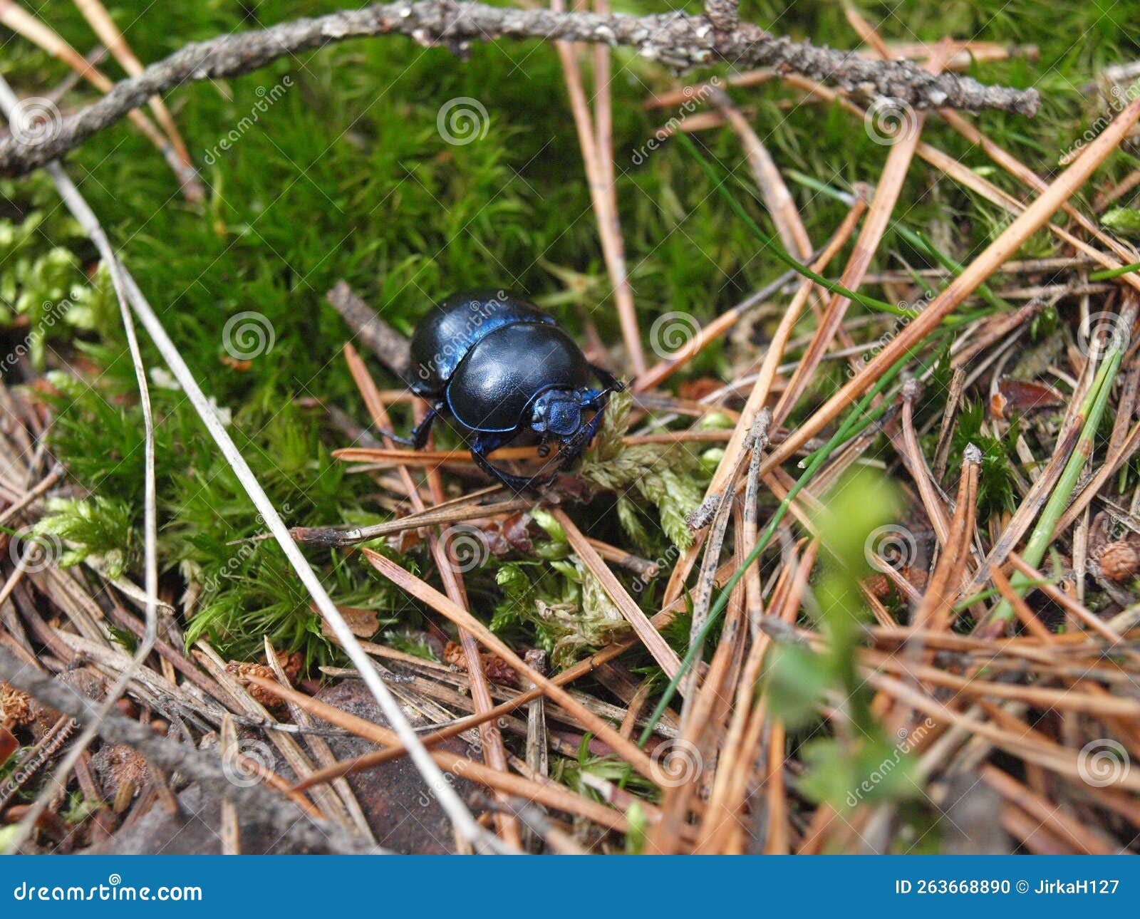 Blue Dunk Beetle Laying on Needles and Moss. Stock Photo - Image of ...
