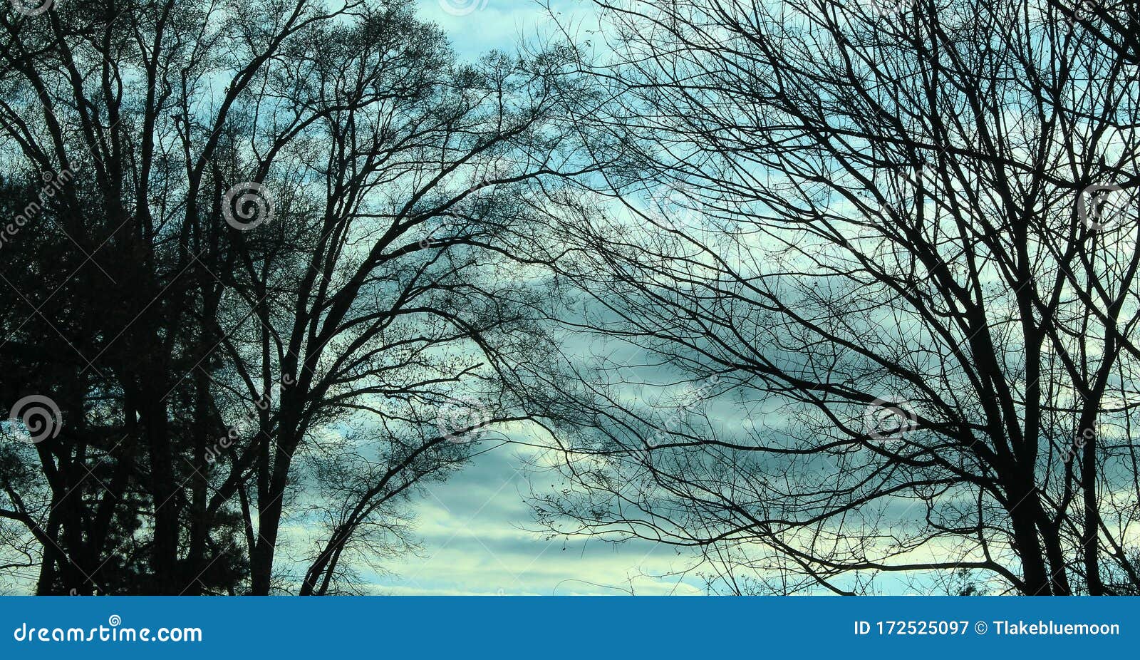 Blue dusk and trees stock image. Image of sunset, trees - 172525097