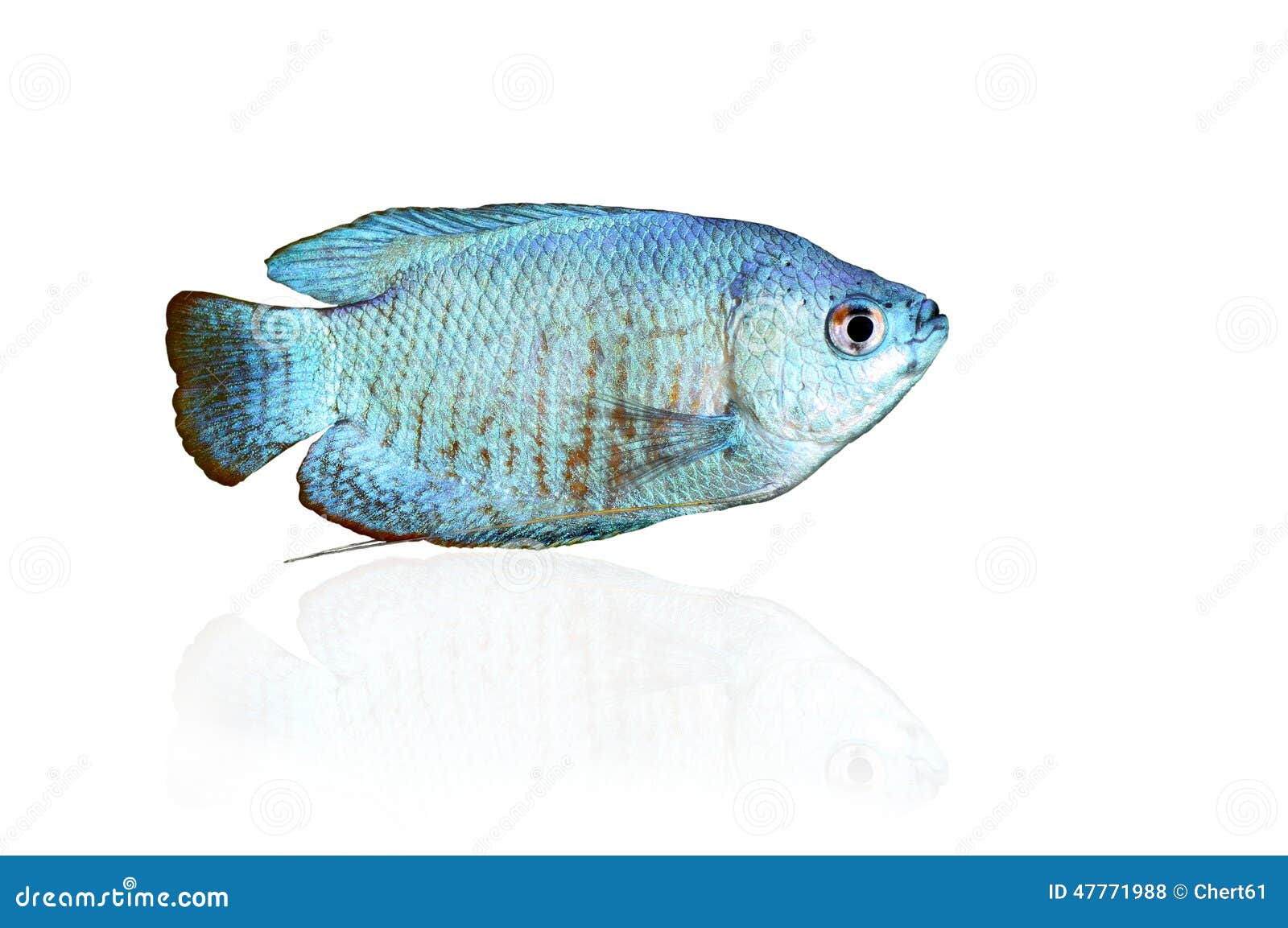 Blue Dwarf Gourami stock photo. Image of gourami, bright - 47771988