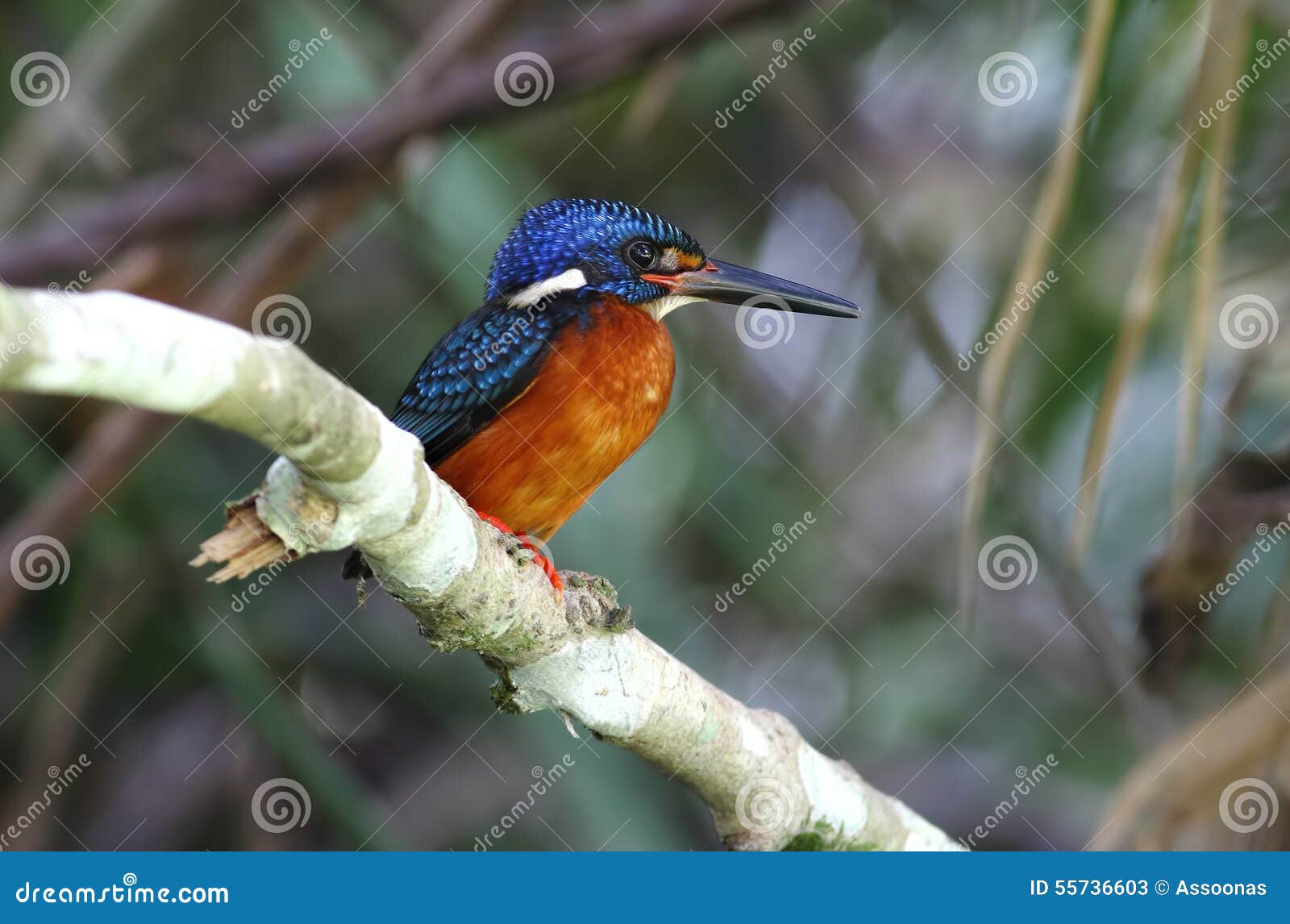 Blue-eared Kingfisher Alcedo Meninting Stock Image - Image of habitat ...