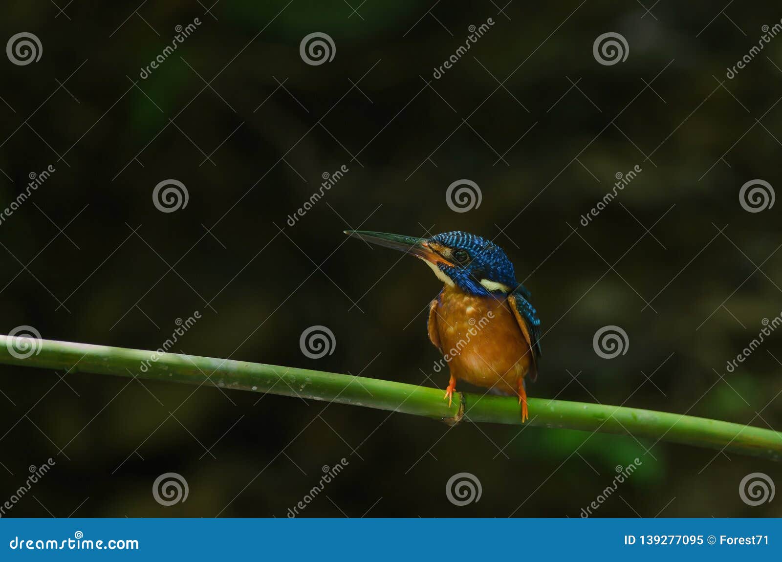 Blue-eared Kingfisher Alcedo Meninting Stock Image - Image of ... Blue-eared Kingfisher Alcedo Meninting Stock Image - Image of ...