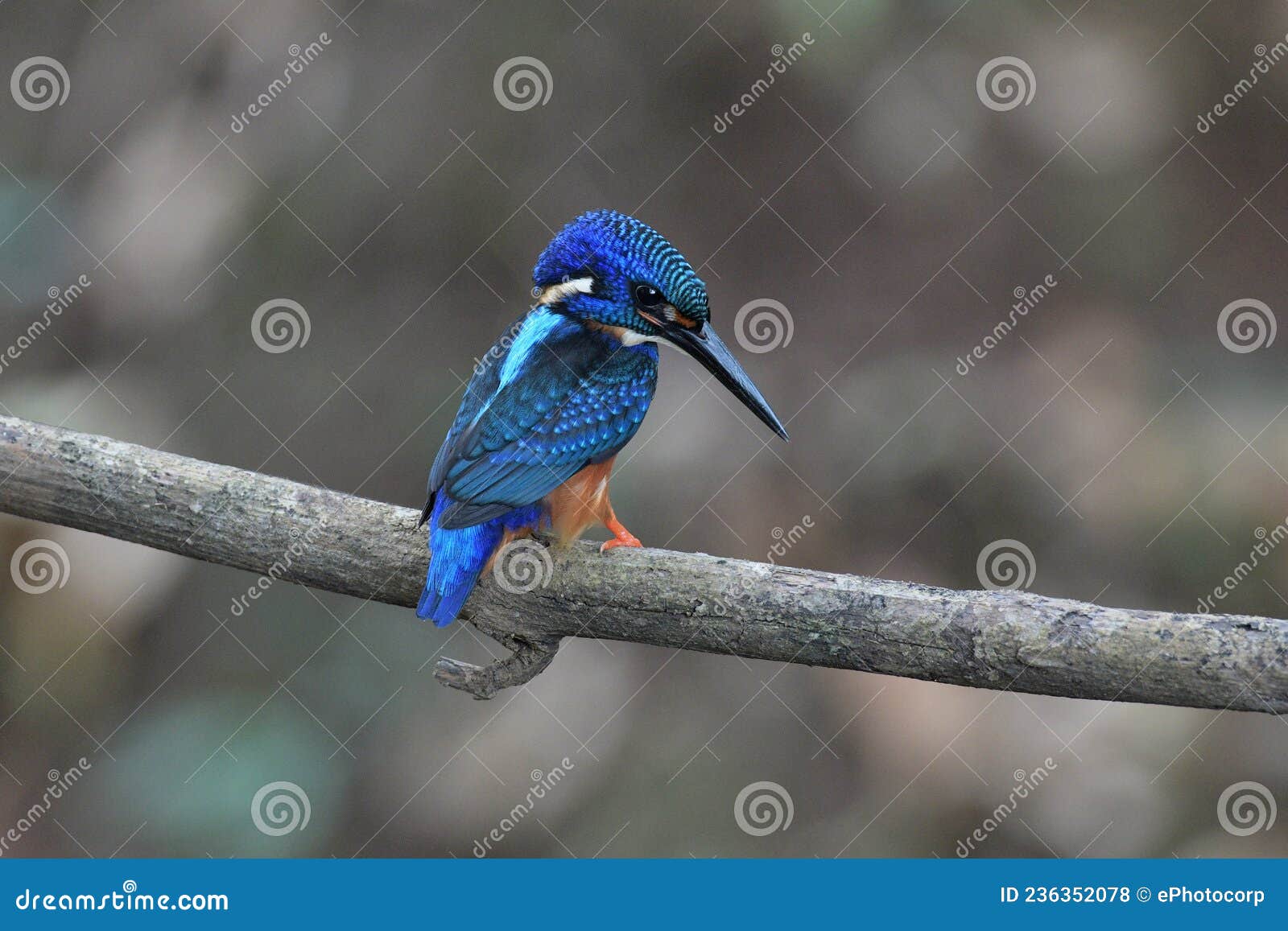 Blue-eared Kingfisher on Tree Branch, Alcedo Meninting, Sindhudurg ... Blue-eared Kingfisher on Tree Branch, Alcedo Meninting, Sindhudurg ...
