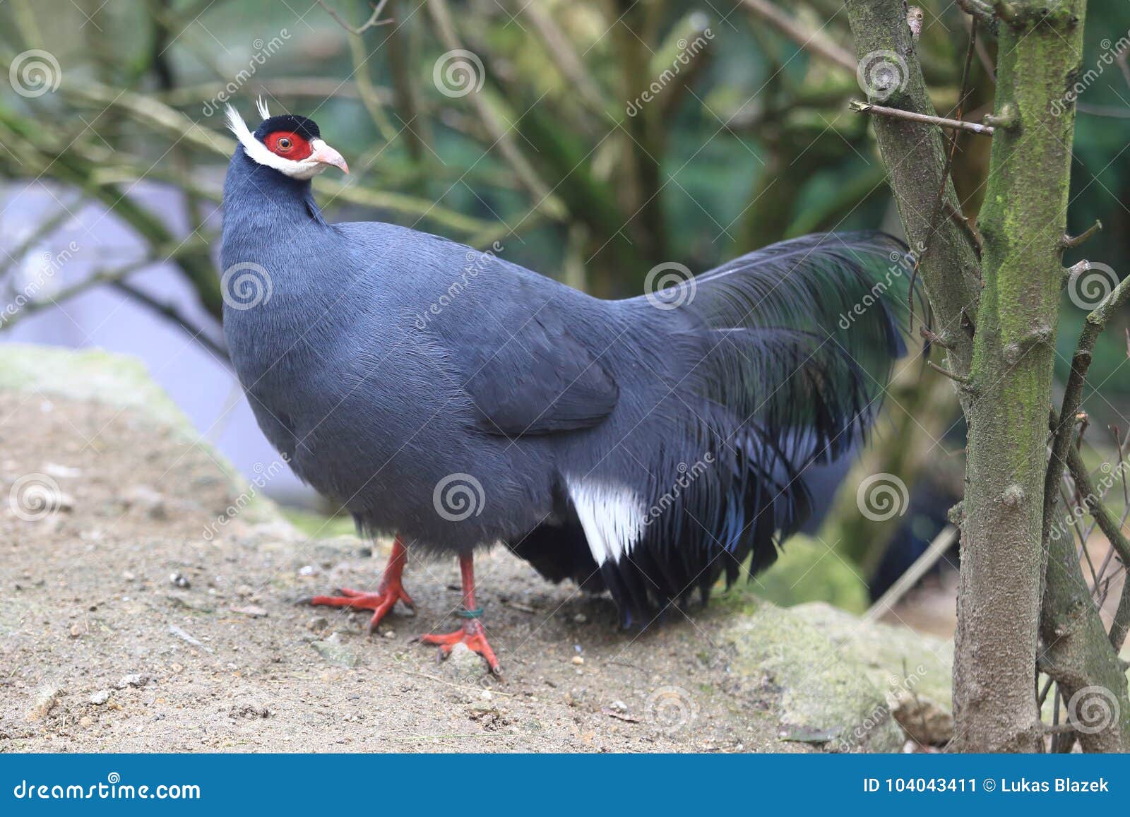 Blue eared pheasant stock image. Image of pheasant, crossoptilon ...