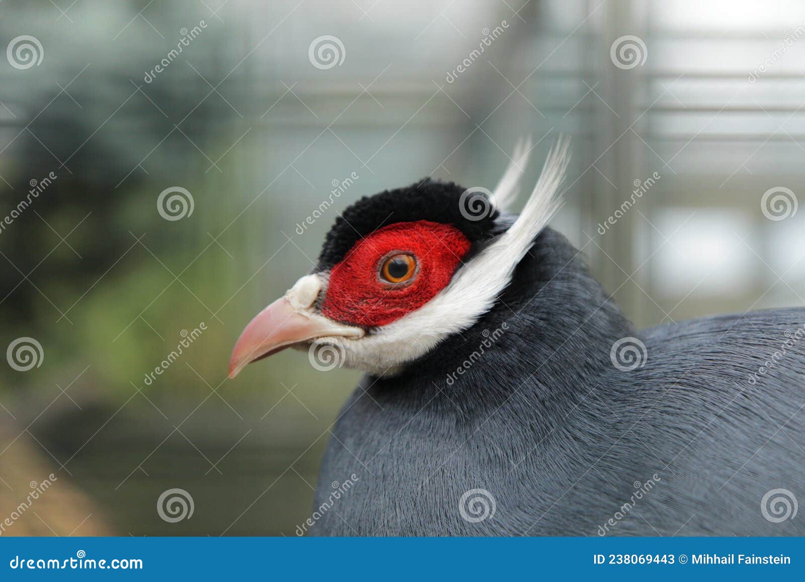 Blue eared pheasant stock image. Image of wild, vegetable - 238069443