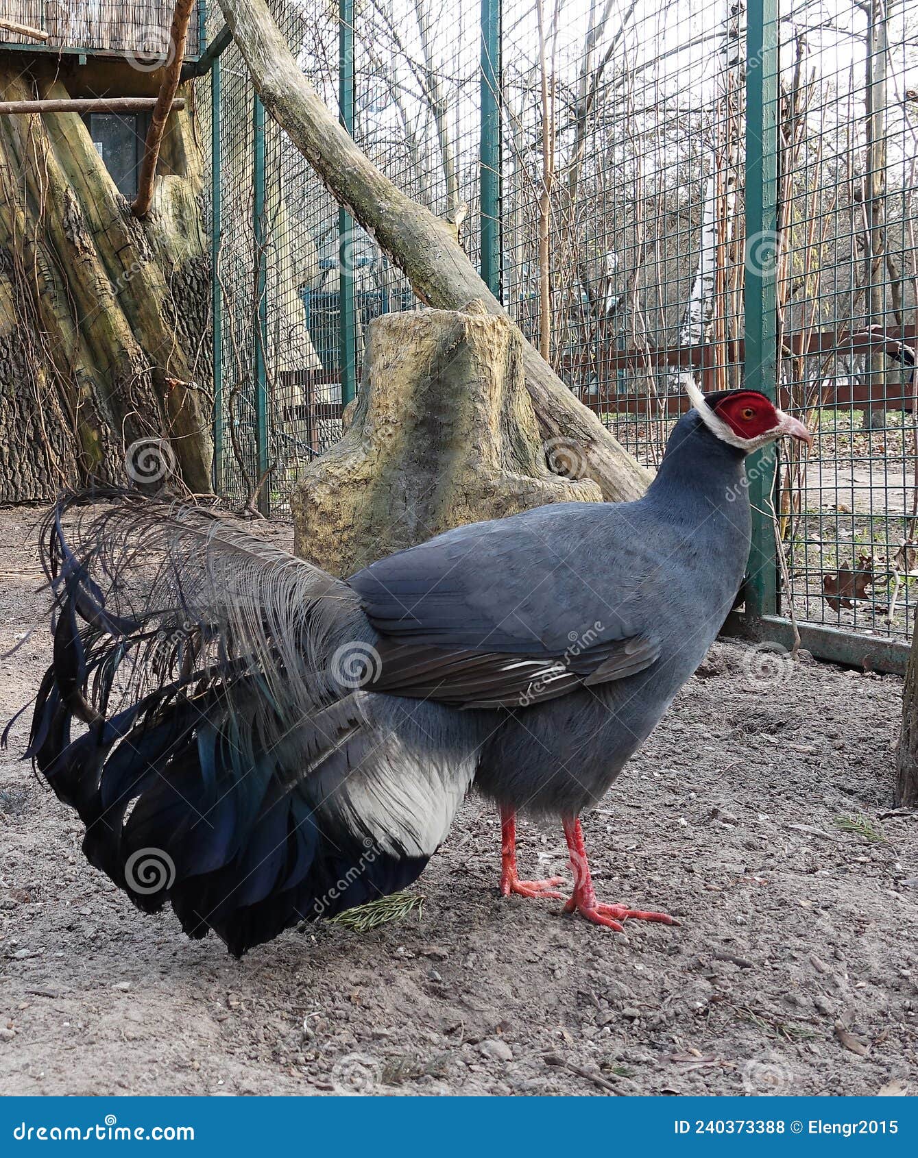 Blue Eared Pheasant Sitting in a Cage Stock Photo - Image of spurs ...