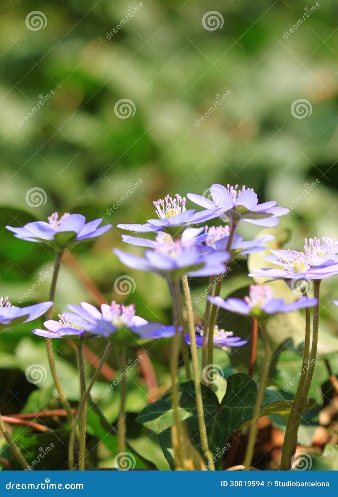 Blue Spring Anemone Flowers Stock Photo - Image of natural, growing ...