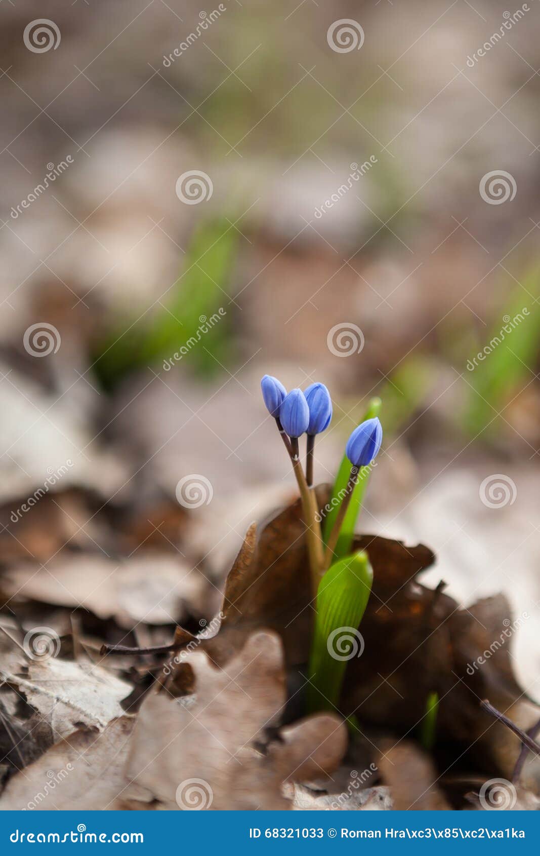 Blue Early Spring Wild Squill Flower Stock Image - Image of bulb ...