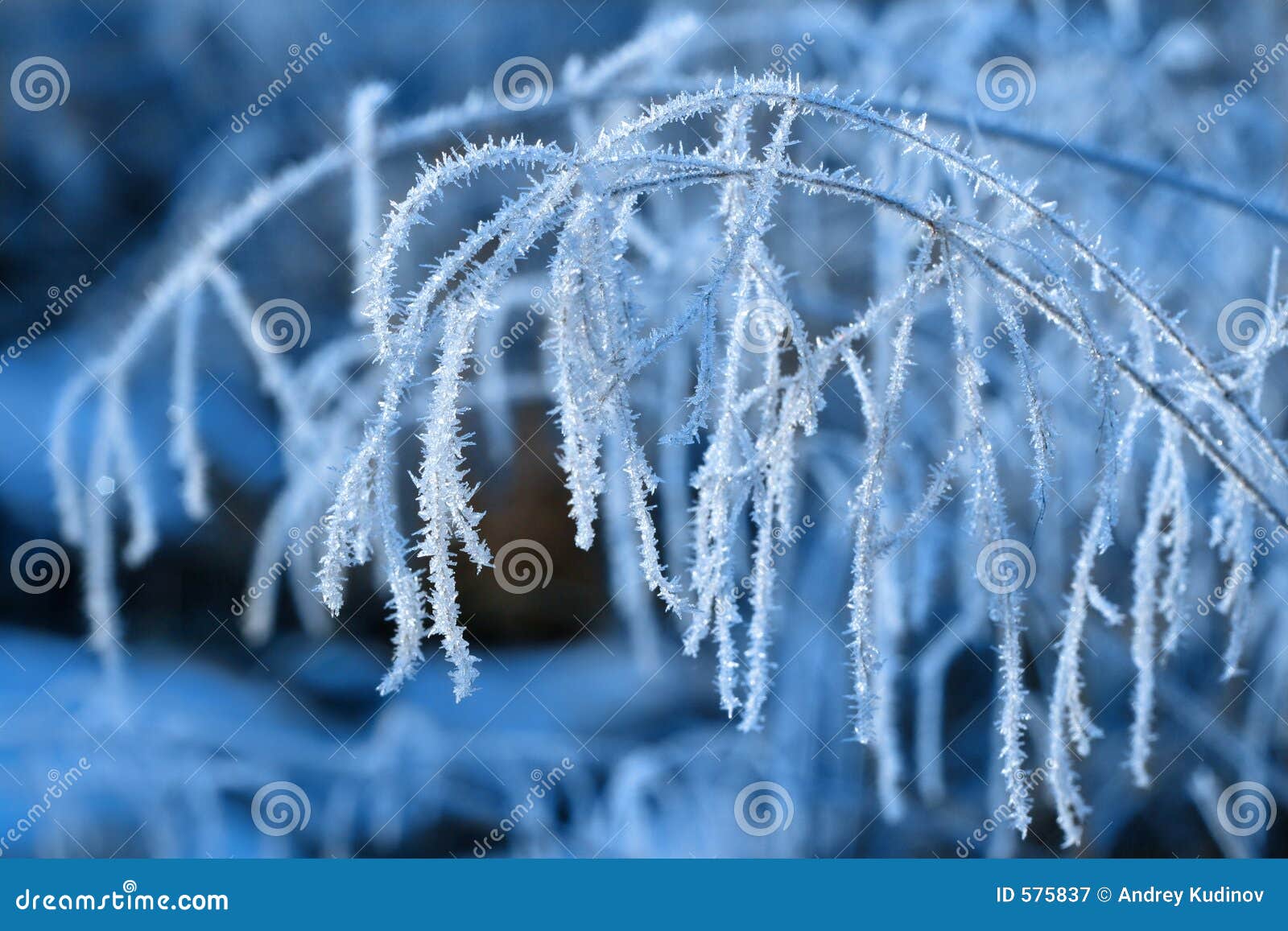 Blue Ears Picture. Image: 575837