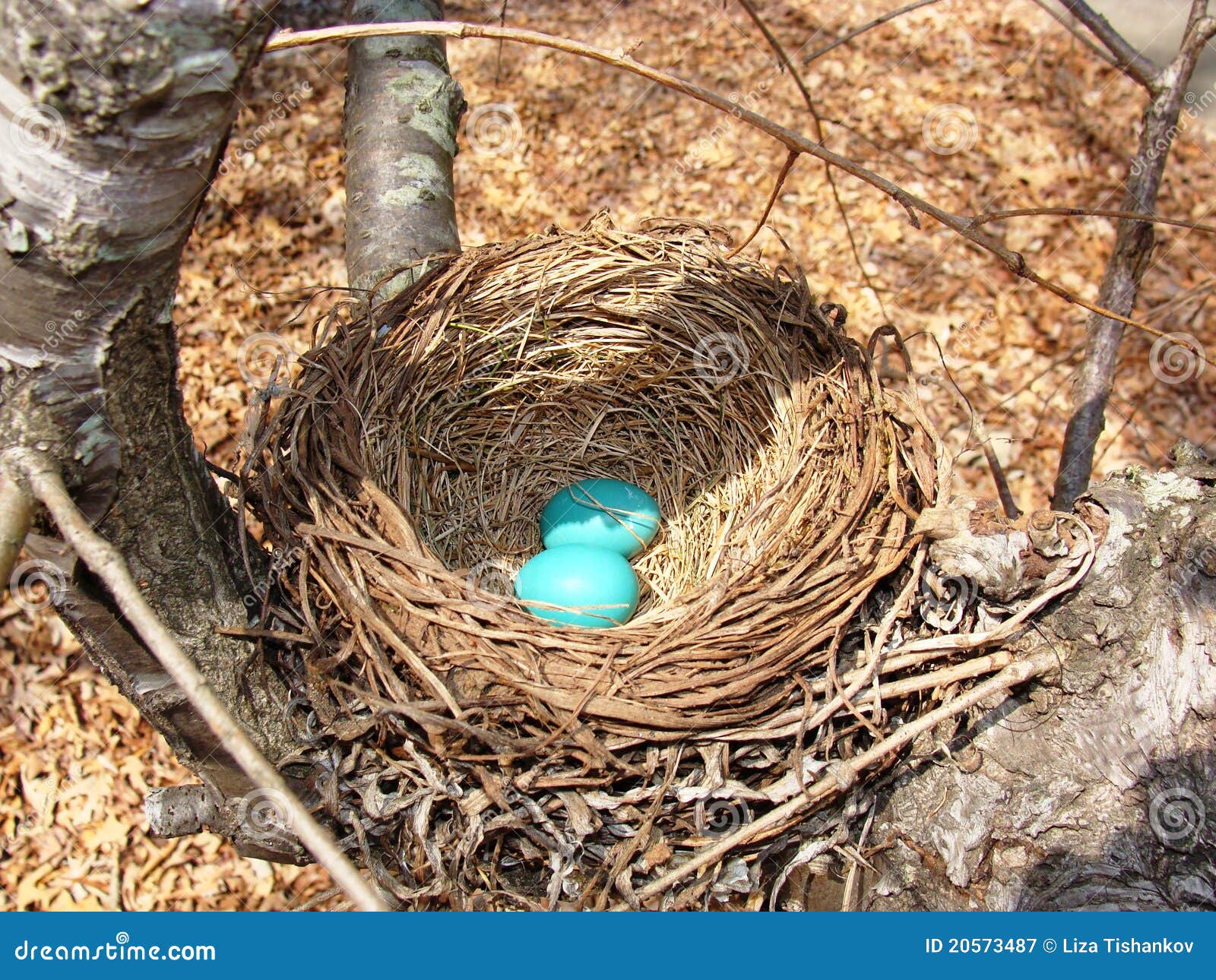 Blue eggs in a nest stock image. Image of seasonal, shell - 20573487