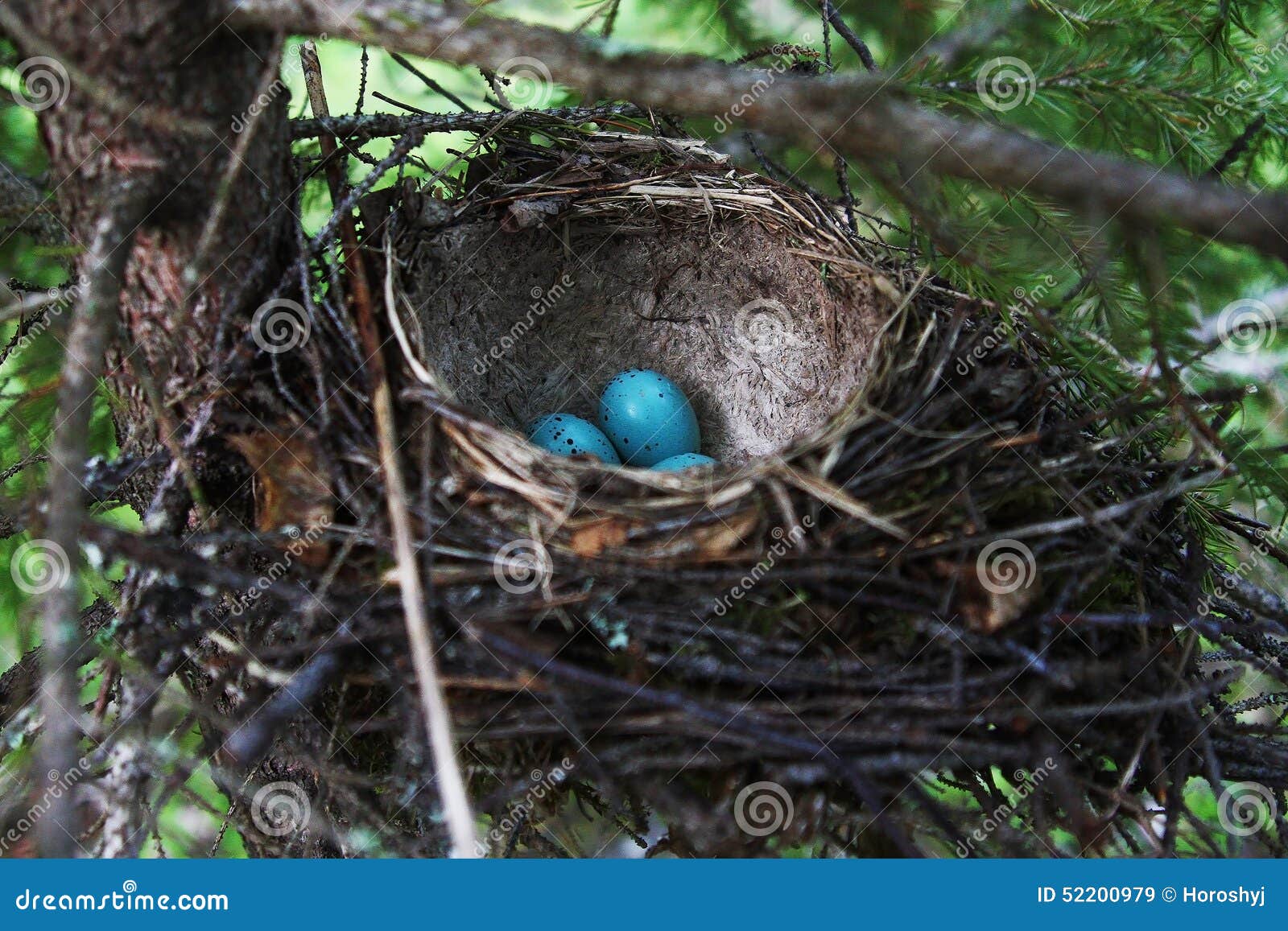 Blue eggs in the nest stock image. Image of nature, bird - 52200979