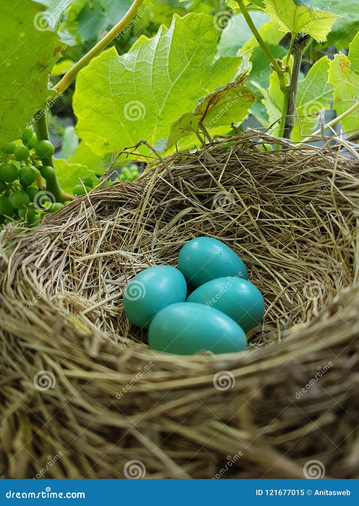 Blue Eggs in a Nest stock image. Image of grapevine - 121677015