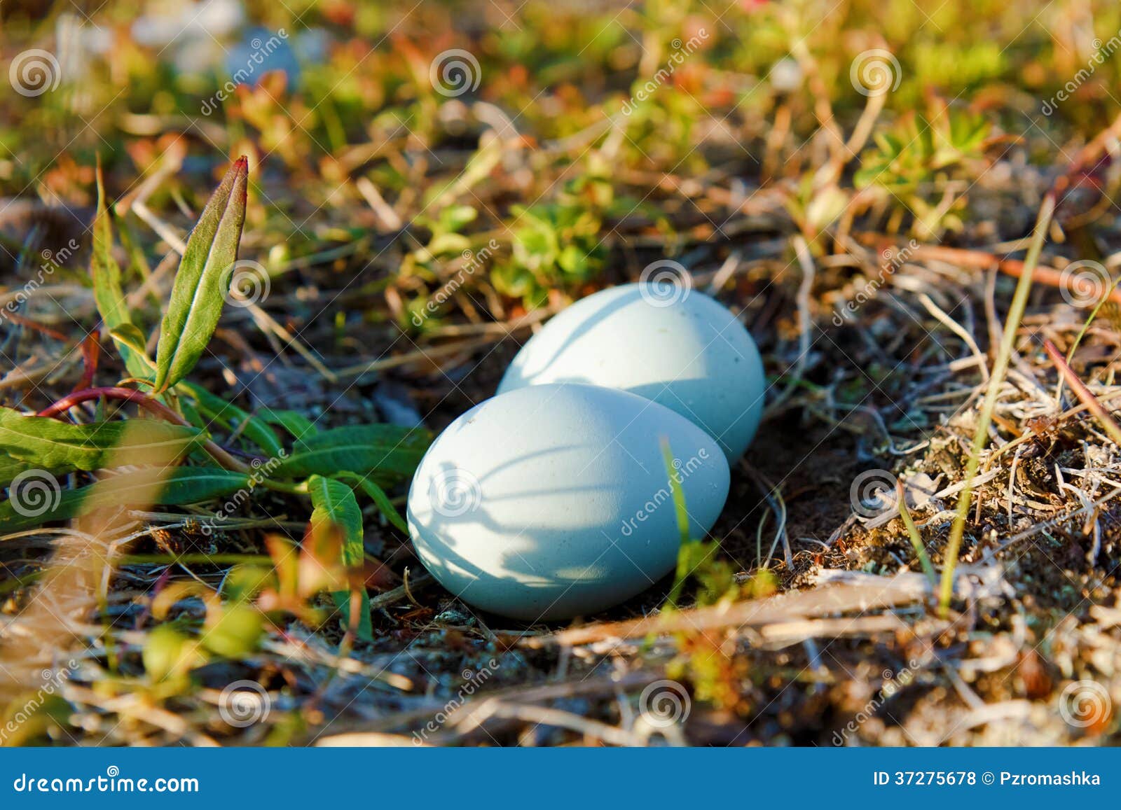 Blue eggs in the wild stock photo. Image of sunny, animal - 37275678