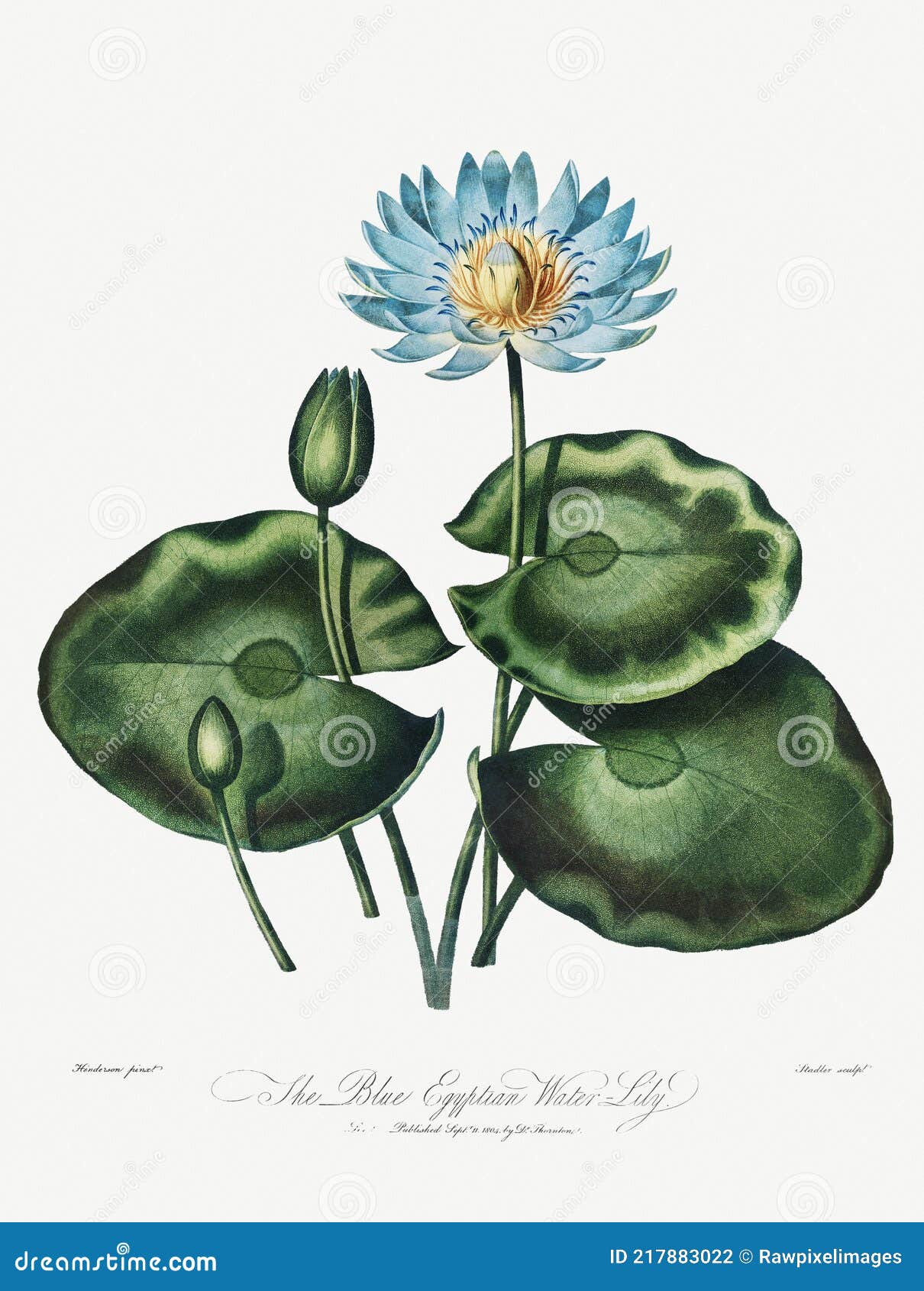 Nymphaea Caerulea | Antique Flower Illustrations Royalty-Free Cartoon ...