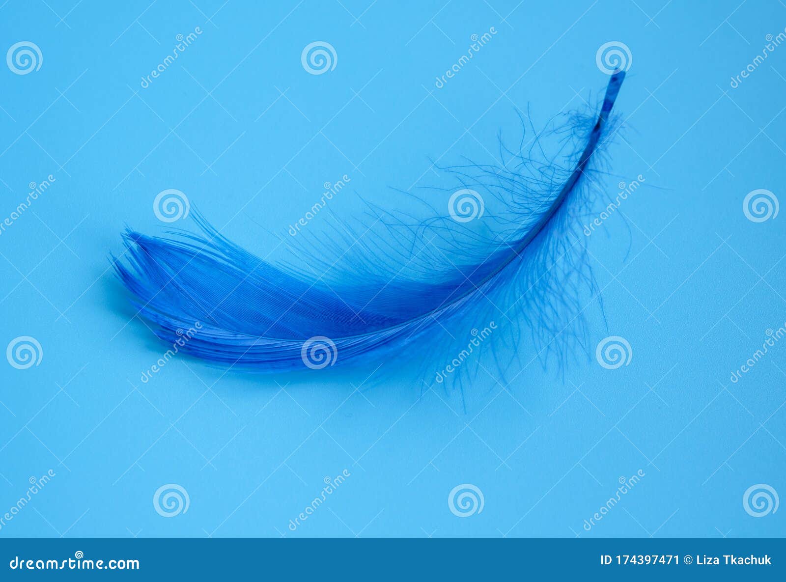 Blue Elegant Feather on Blue Background Stock Image - Image of nature ...