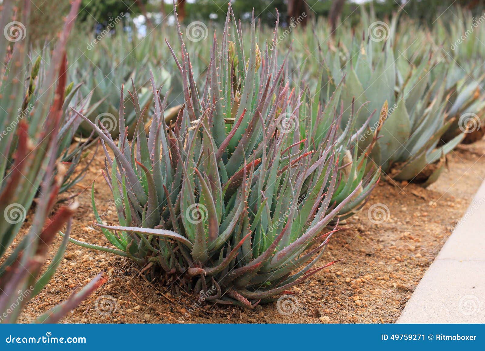 Blue Elf Aloe in Garden Setting Stock Image - Image of landscaping ...