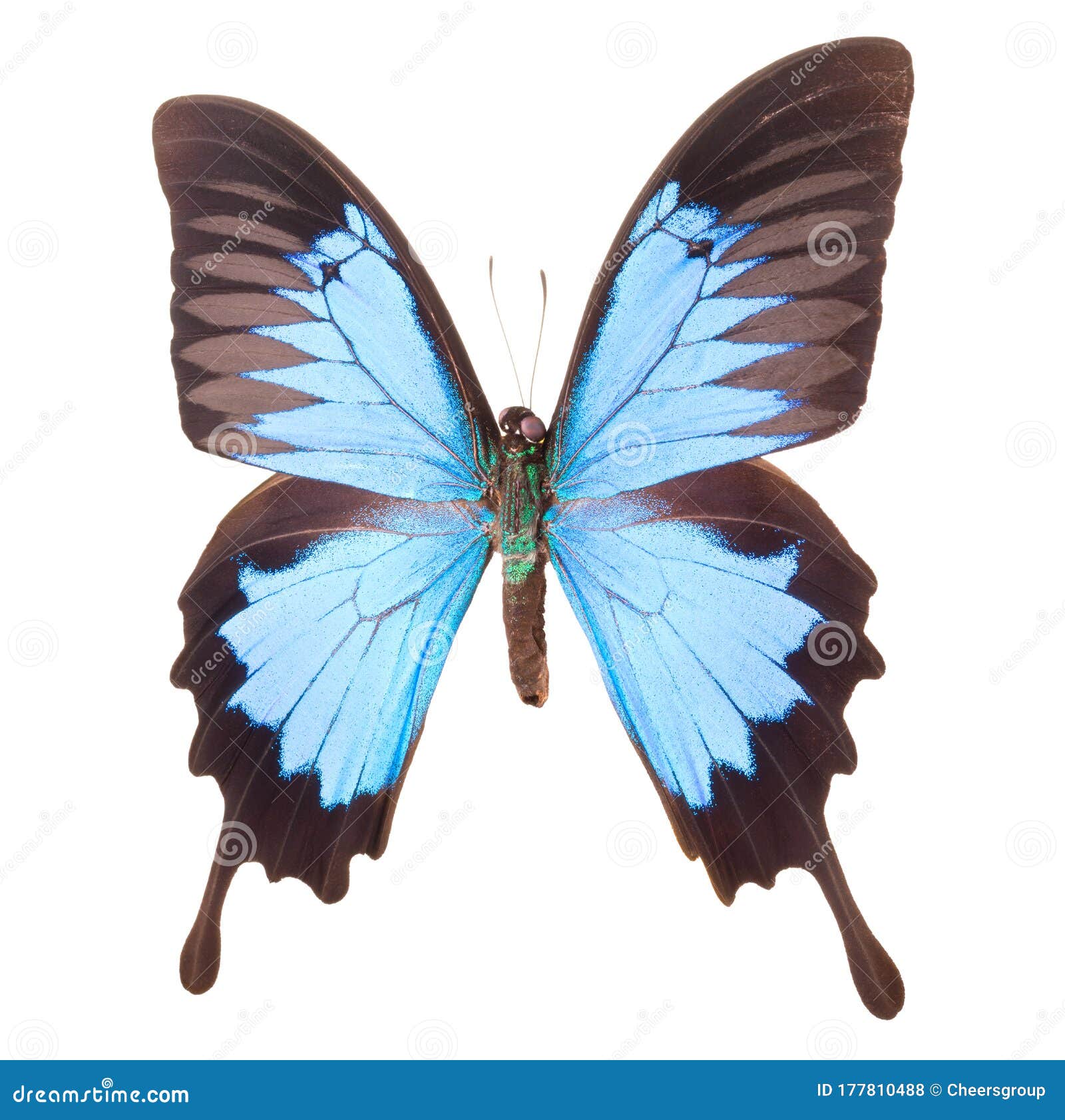 Blue Emperor Butterfly Isolated on a White Background Stock Photo ...
