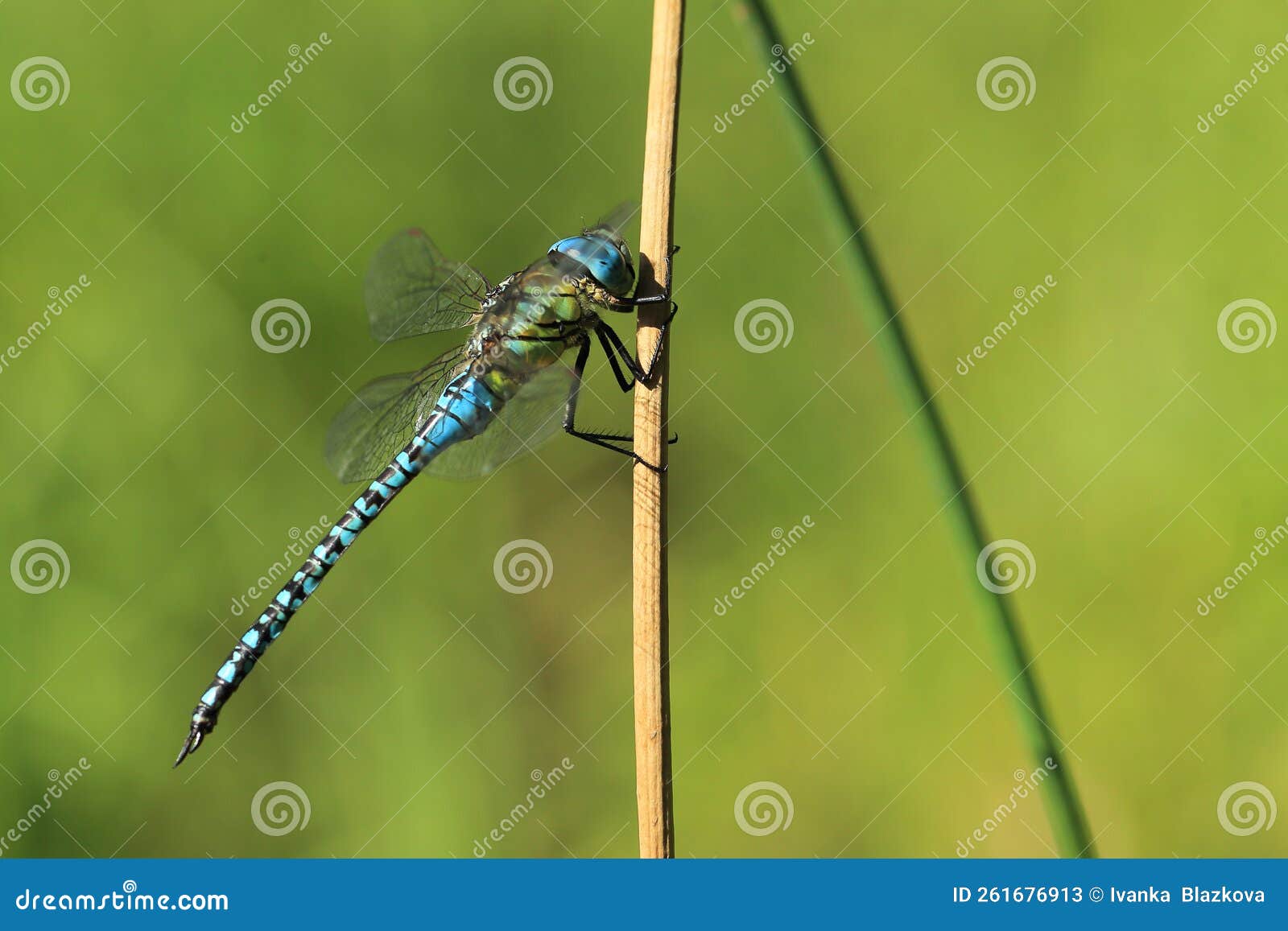 Blue emperor dragonfly stock image. Image of nature - 261676913