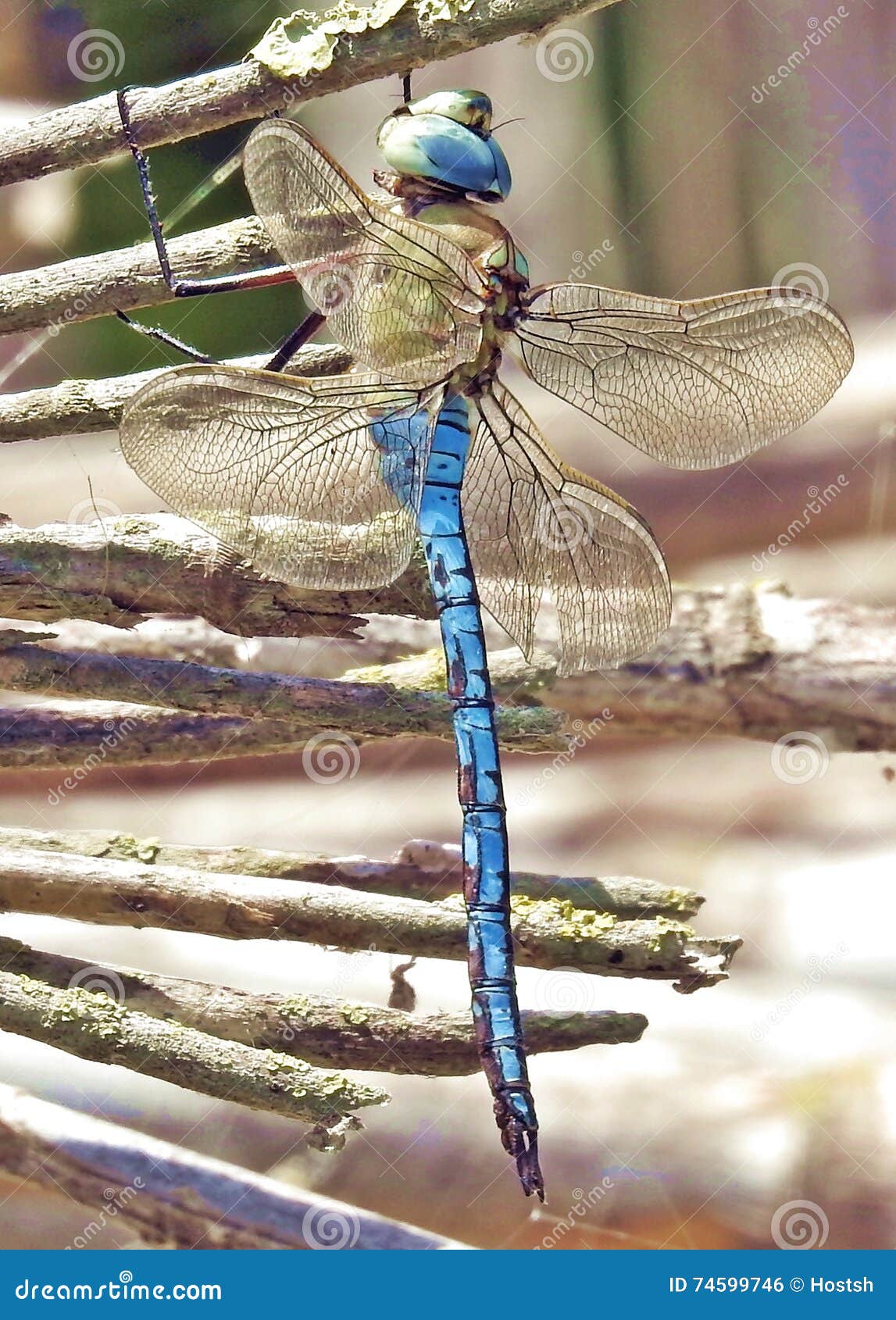 Blue Emperor Dragonfly stock photo. Image of water, color - 74599746