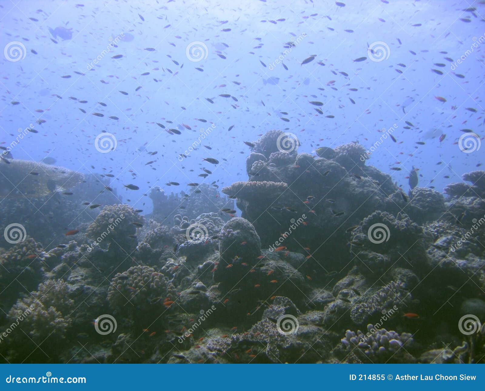 Blue Environment stock image. Image of aquarium, underwater - 214855