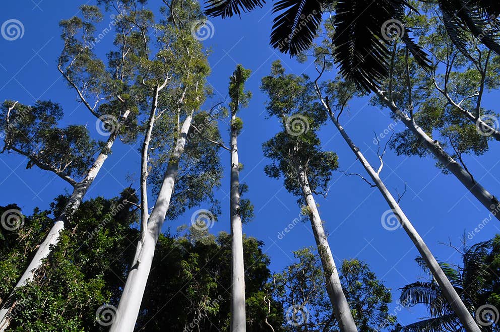 Blue Eucalypt Sky Straight Tall Taper Trees 库存照片 - 图片 包括有 蓝色, 存贮: 11369990