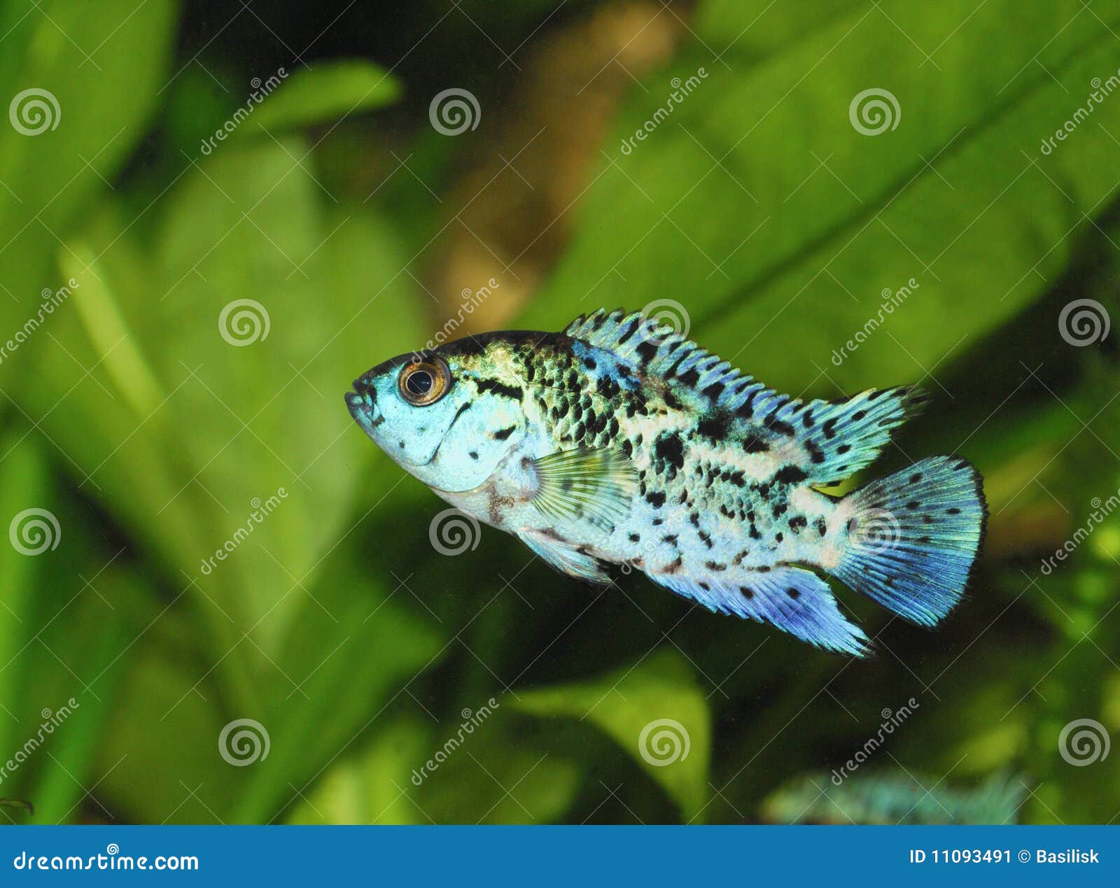 Blue Exotic Fish in Aquarium Stock Image - Image of tropical, white ...