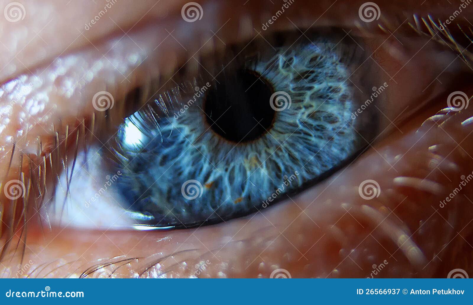 Blue eye stock image. Image of close, lashes, human, detailed - 26566937