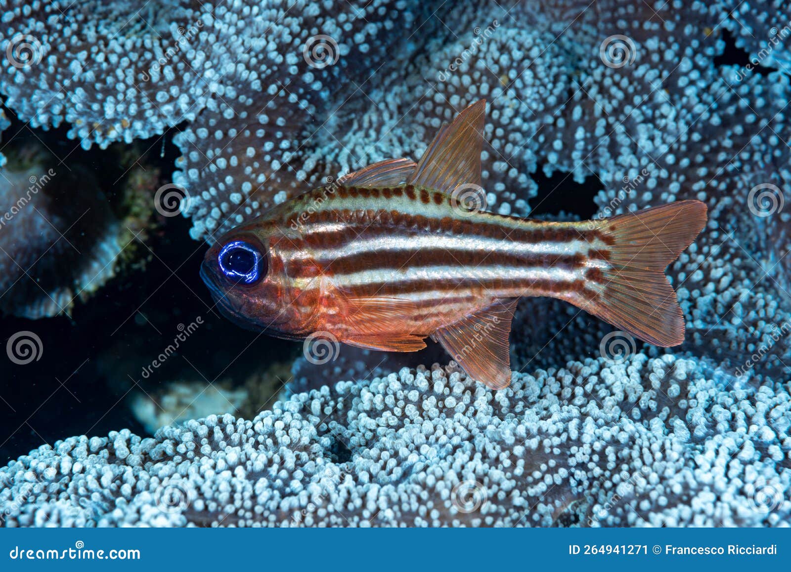 Blue-eye Cardinalfish Ostorhinchus Compressus Stock Image - Image of ...