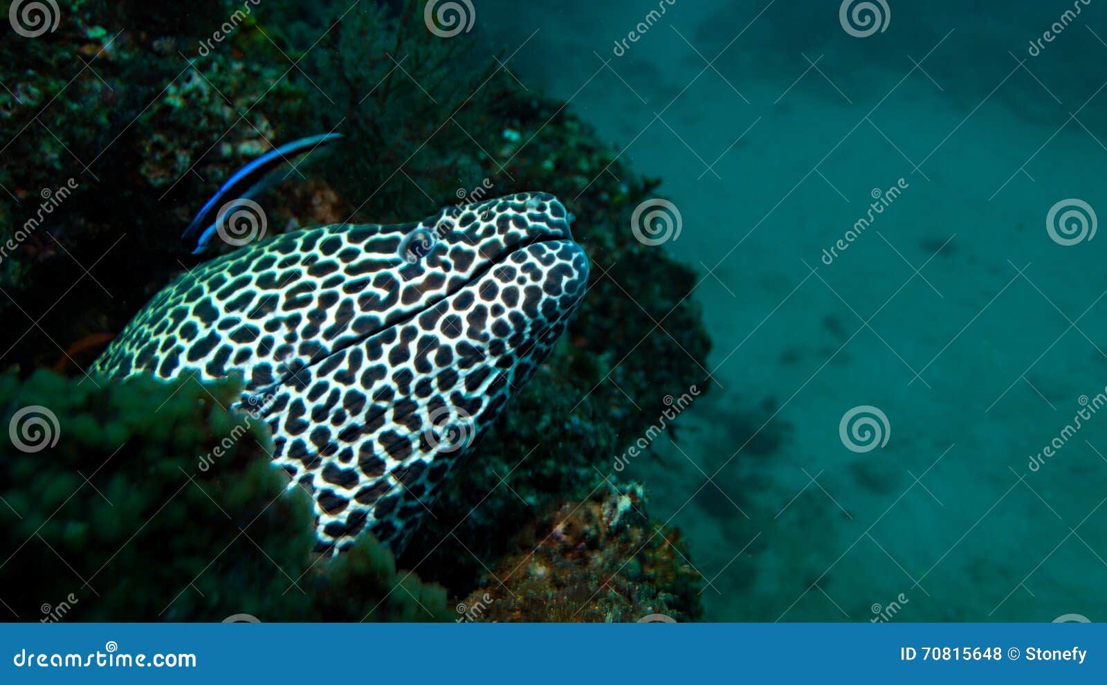 Blue eye fish stock photo. Image of pterois, grass, animal - 70815648