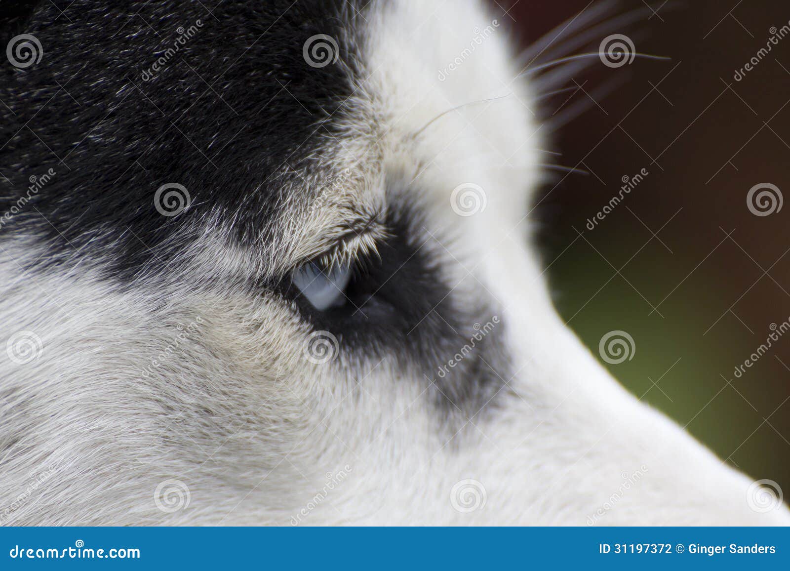 Blue Eye of a Husky Dog stock photo. Image of security - 31197372