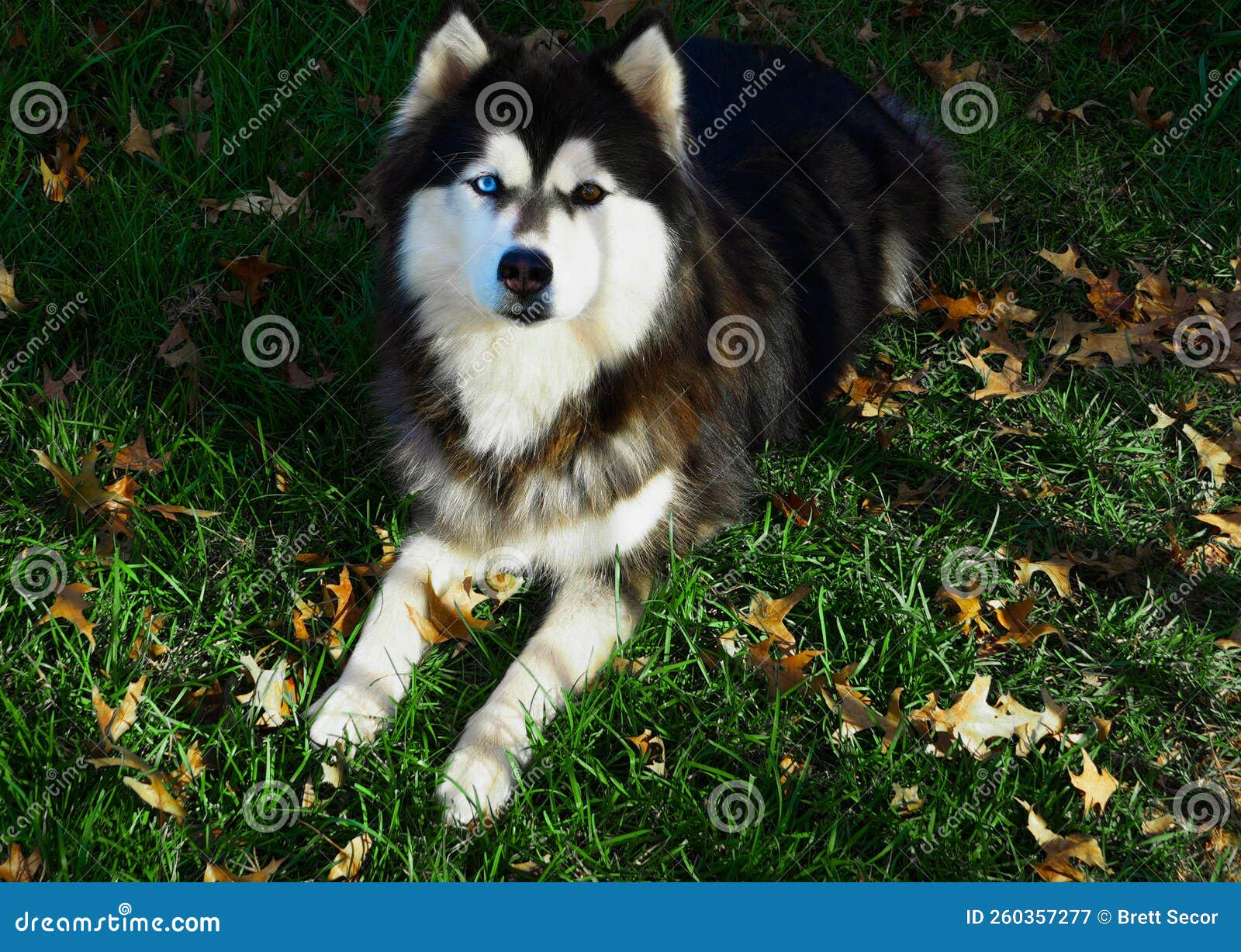 Doghusky Stock Photos - Free & Royalty-Free Stock Photos from Dreamstime