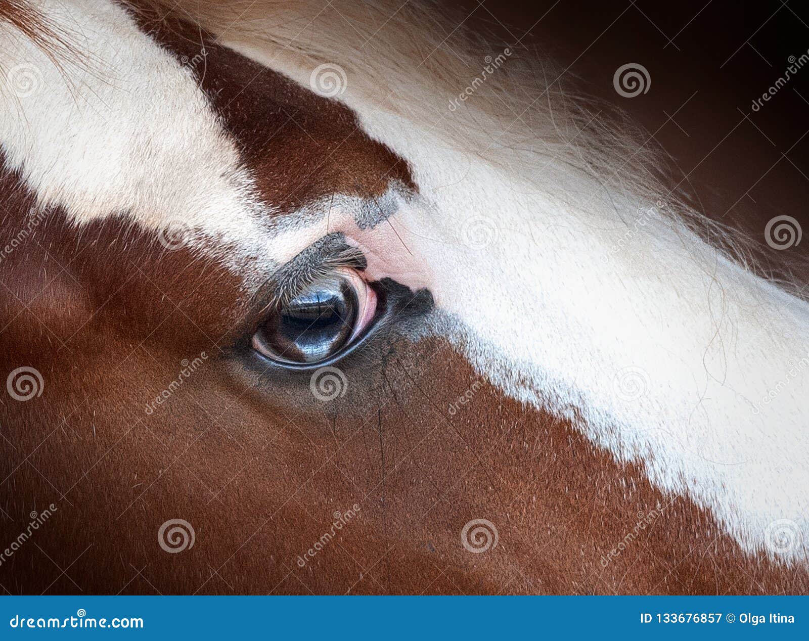 Blue Eye of Irish Cob or Tinker Closeup Detail Stock Image - Image of ...