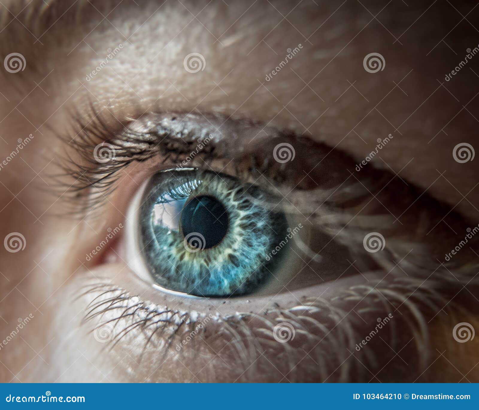 Blue eye lense stock photo. Image of shot, skyblue, macro - 103464210