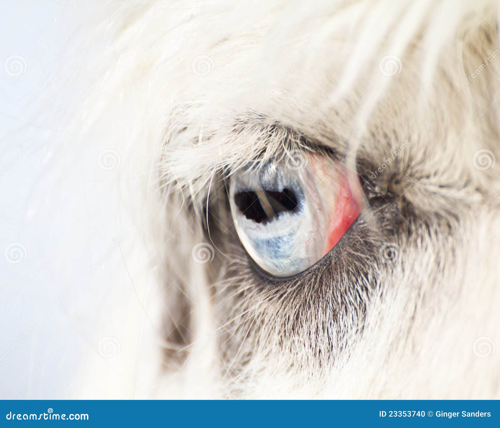 Blue Eye of a Llama Close Up Stock Photo - Image of glama, fiber: 23353740
