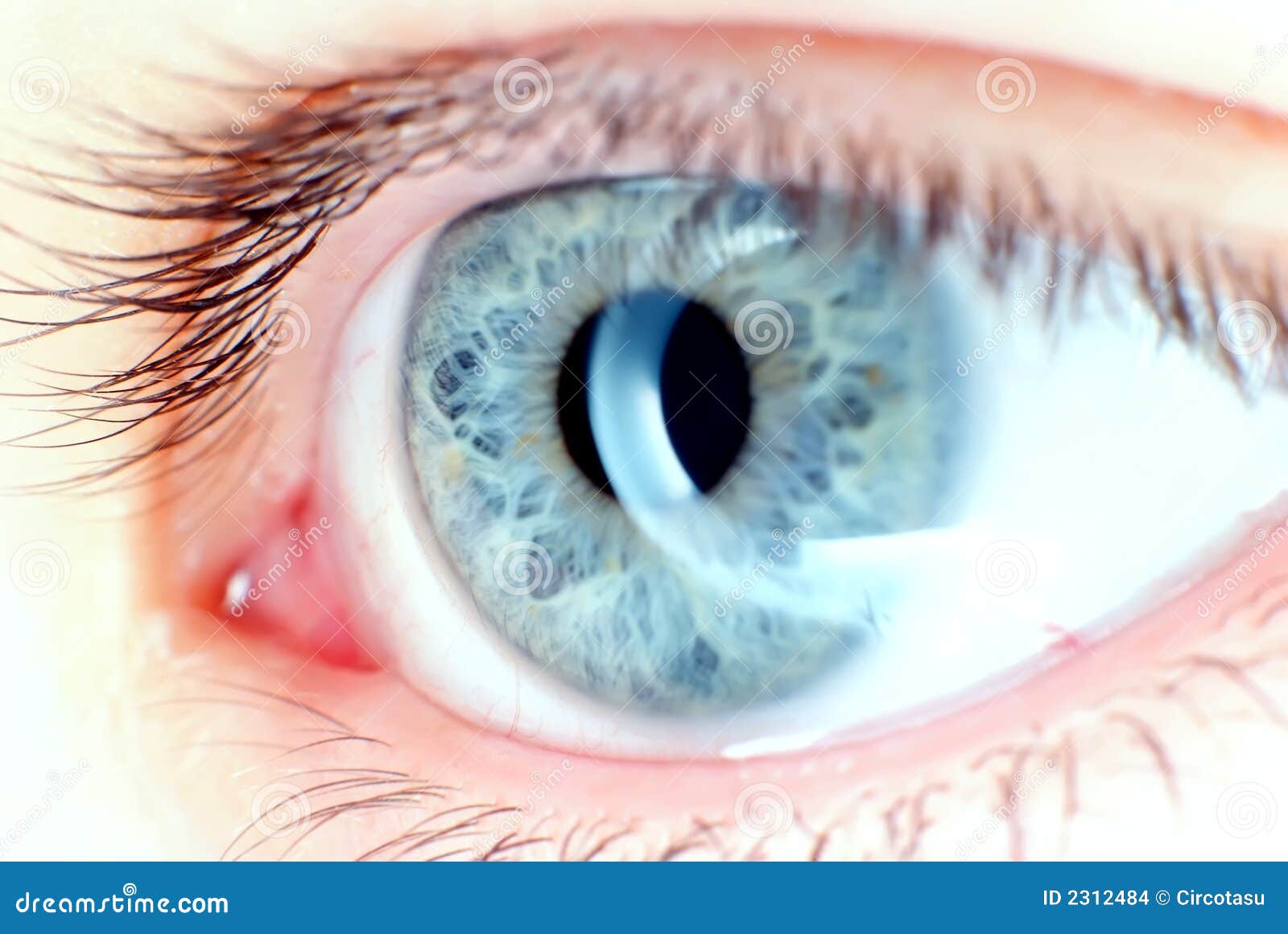 Blue Eye in Macro,ring Flash Stock Photo - Image of eyelid, eyes: 2312484