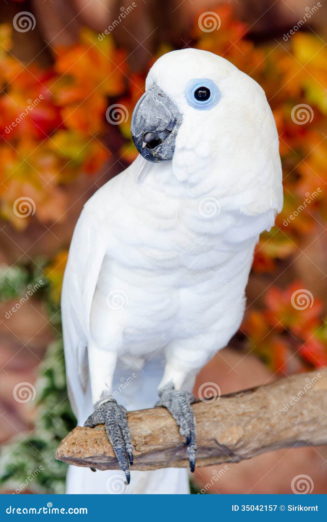 Blue Eye White Macaw Parrot Stock Image - Image of blue, claw: 35042157