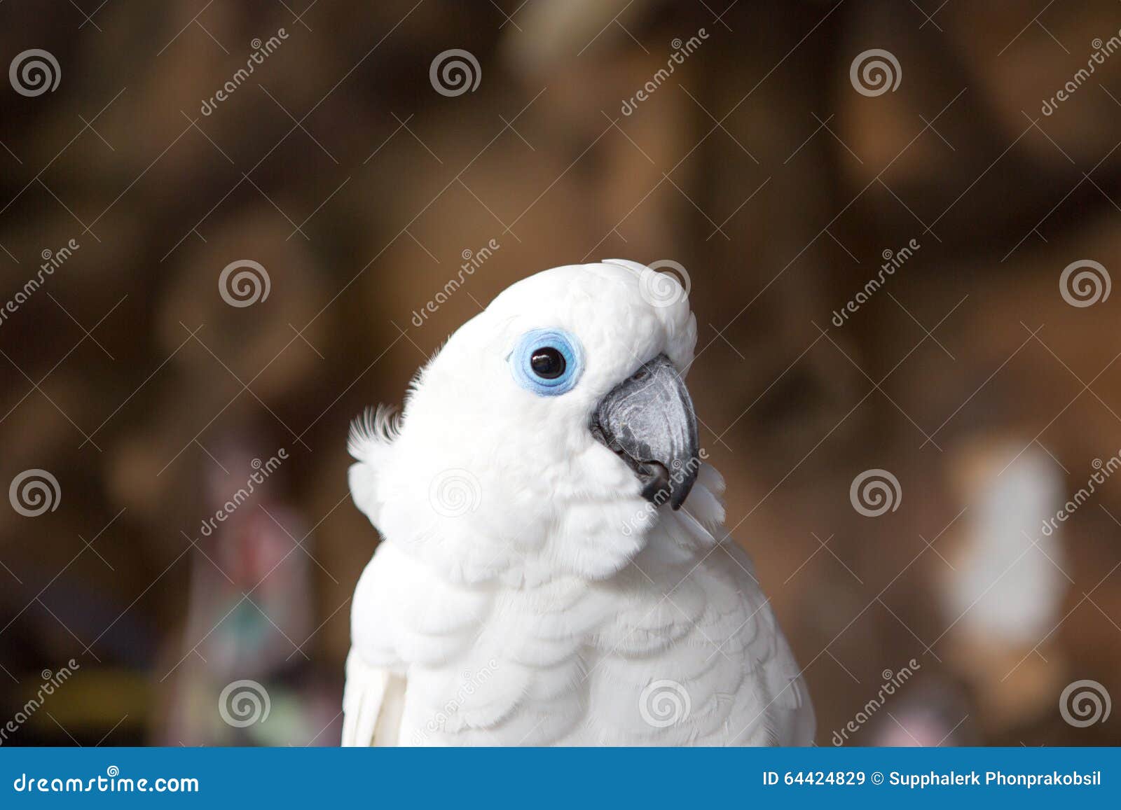 Blue eye white parrot stock image. Image of pretty, green - 64424829