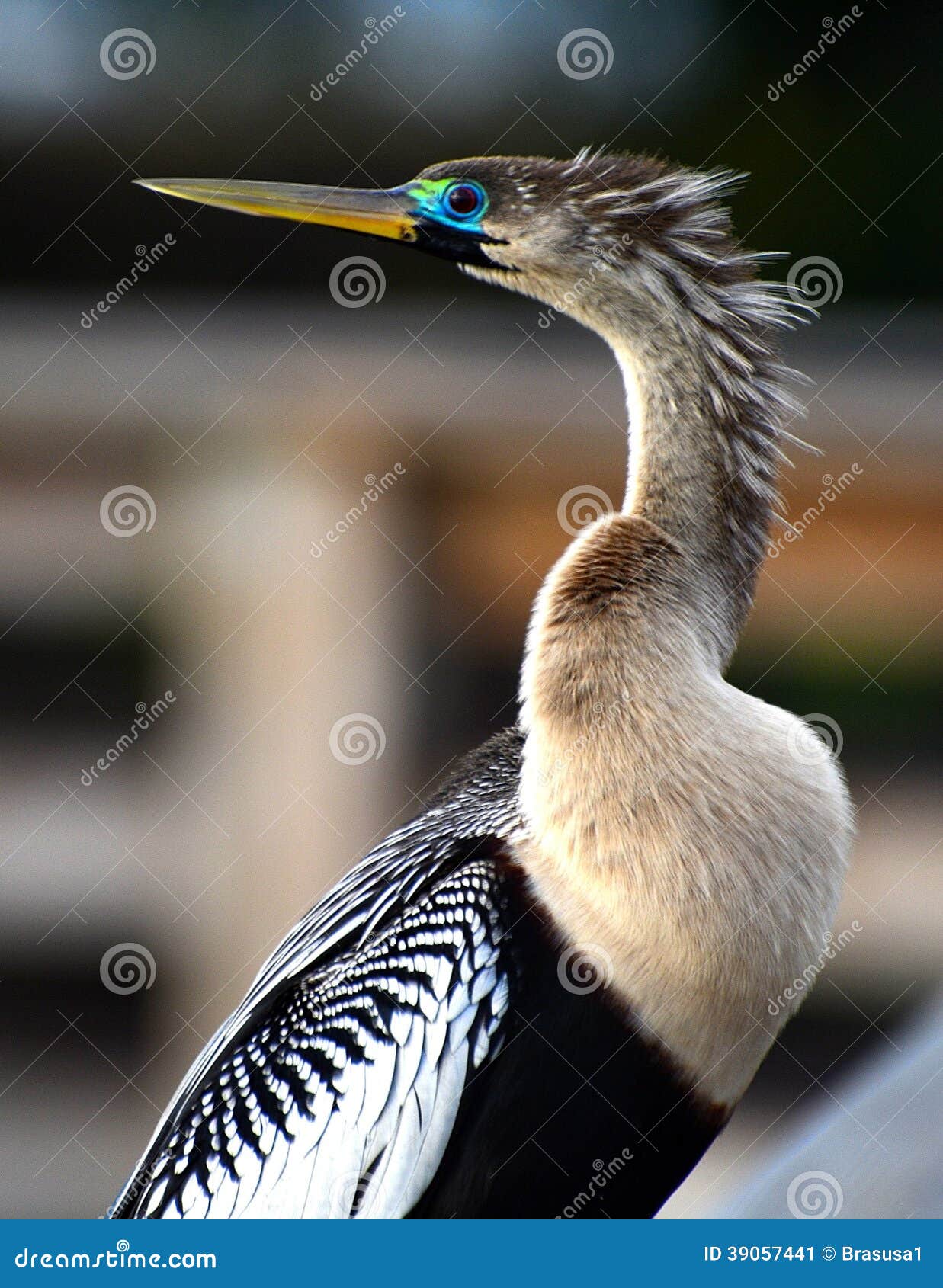 Blue Eyed Bird stock image. Image of bird, feathers, fowl - 39057441
