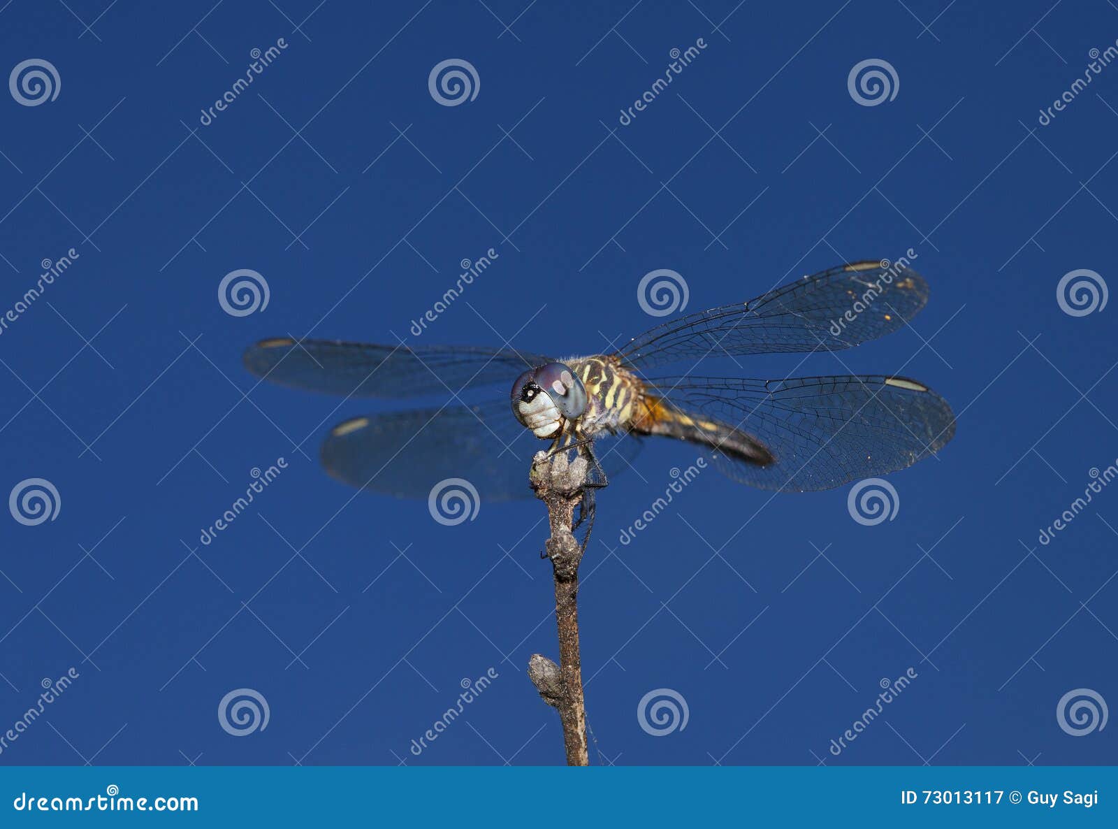 Blue eyed bug stock image. Image of wood, blue, feelers - 73013117