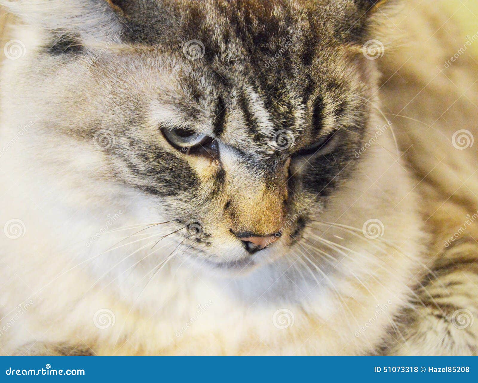Blue eyed cat resting stock photo. Image of white, feline - 51073318