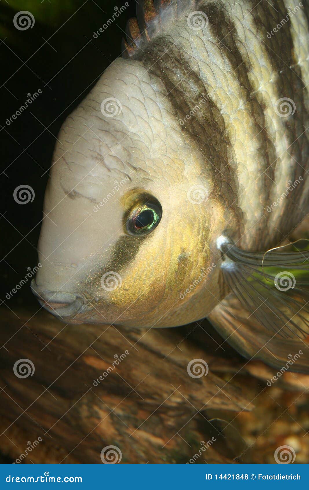 Blue Eyed Cichlid (Cryptoheros Spilurus) Stock Photo - Image of large ...
