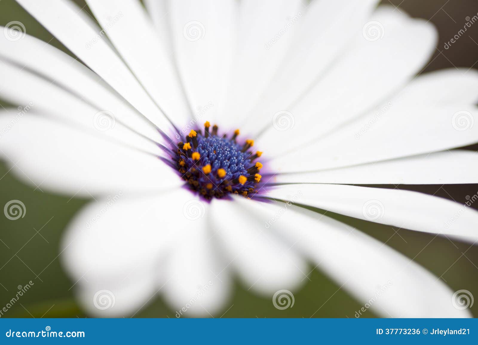 Blue-eyed Daisy stock photo. Image of stamen, flower - 37773236