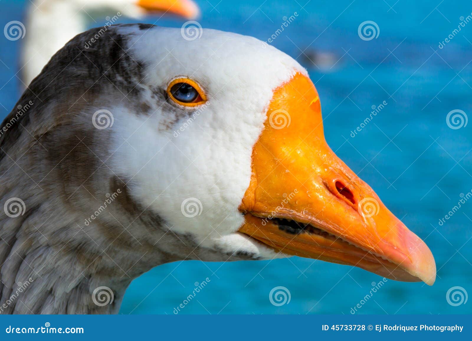 Blue eyed goose stock photo. Image of goose, branta, daylight - 45733728