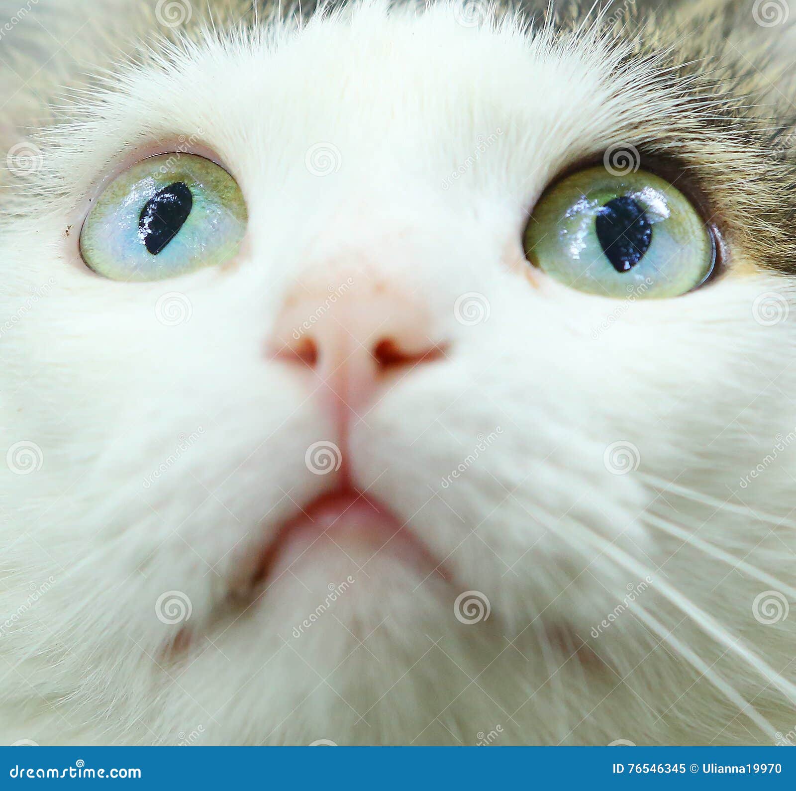 Blue Eyed Hunting Tom Cat Close Up Photo Stock Image - Image of outdoor ...