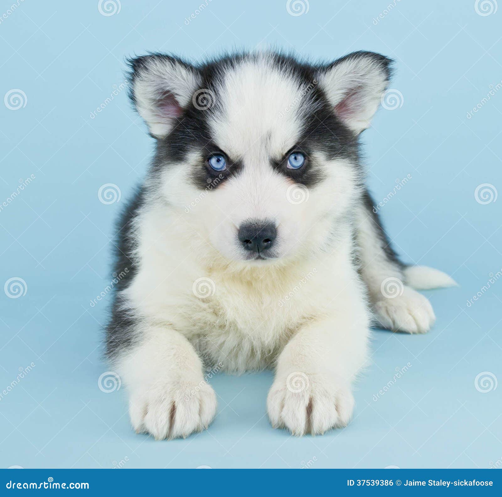 Blue Eyed Husky Puppy stock photo. Image of animals, card - 37539386