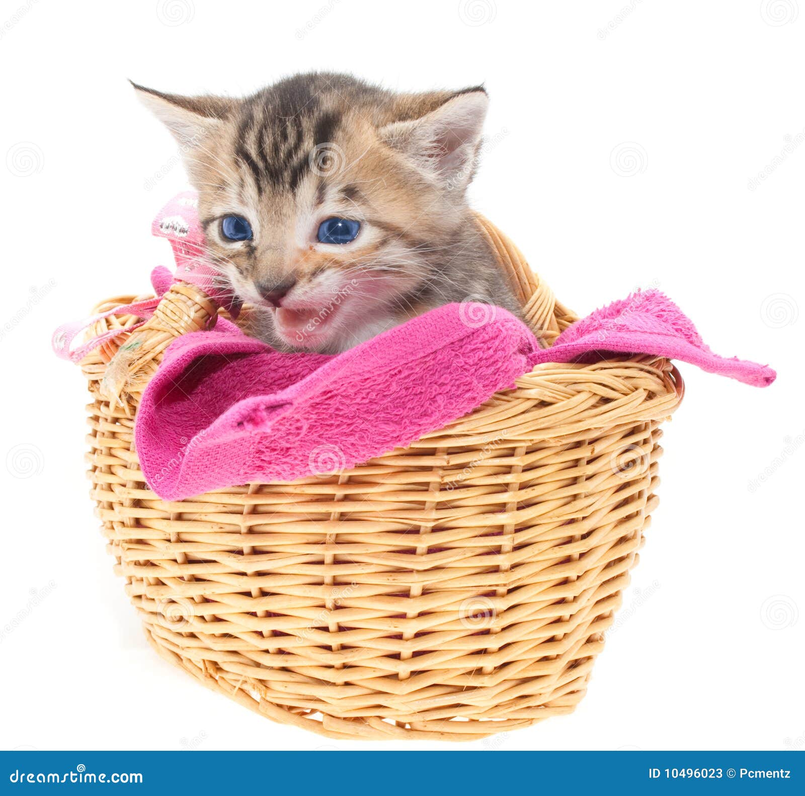 Blue eyed Kitten in basket stock image. Image of shot - 10496023