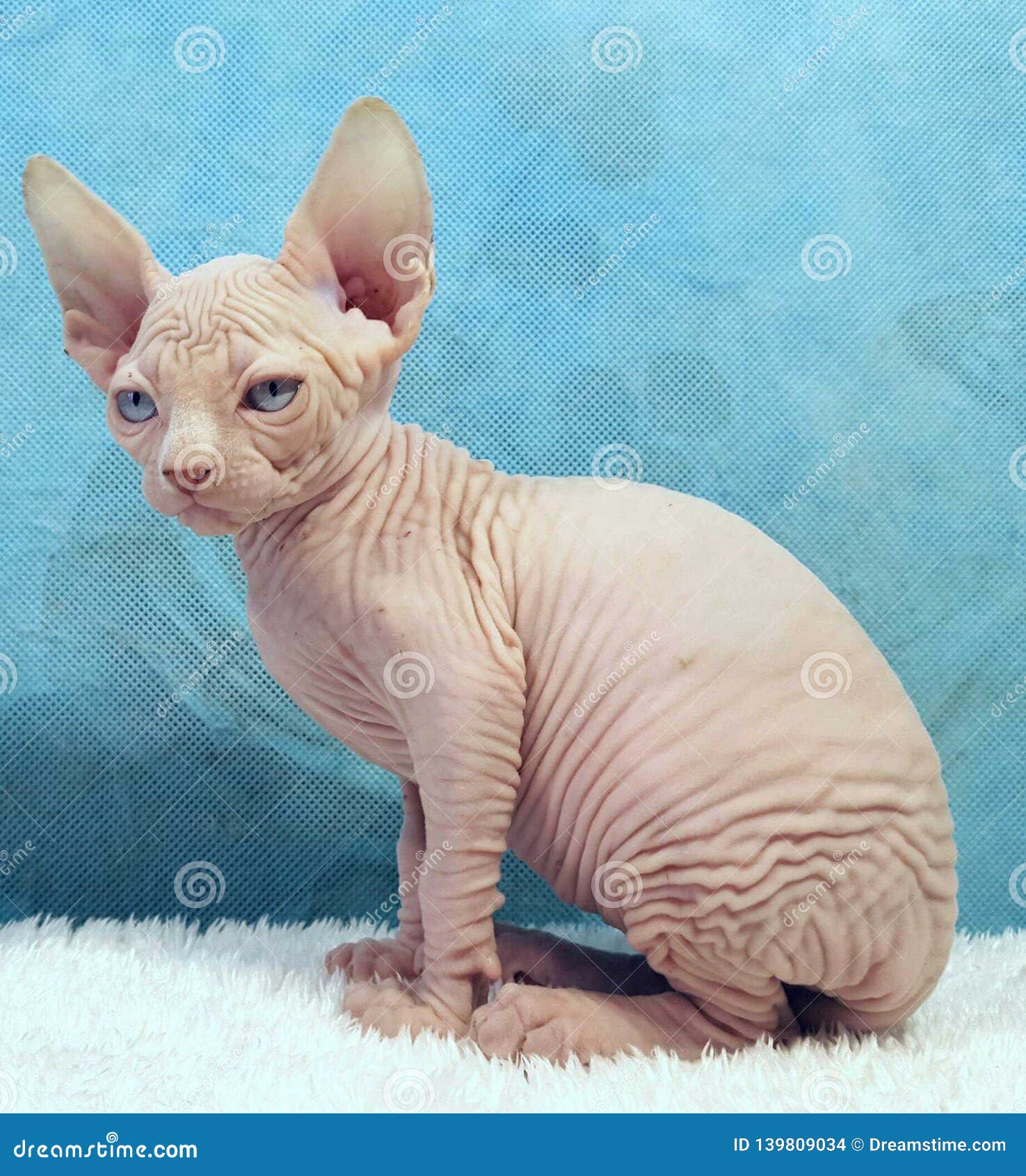 Blue Sphinx Stock Photo | CartoonDealer.com #3251088