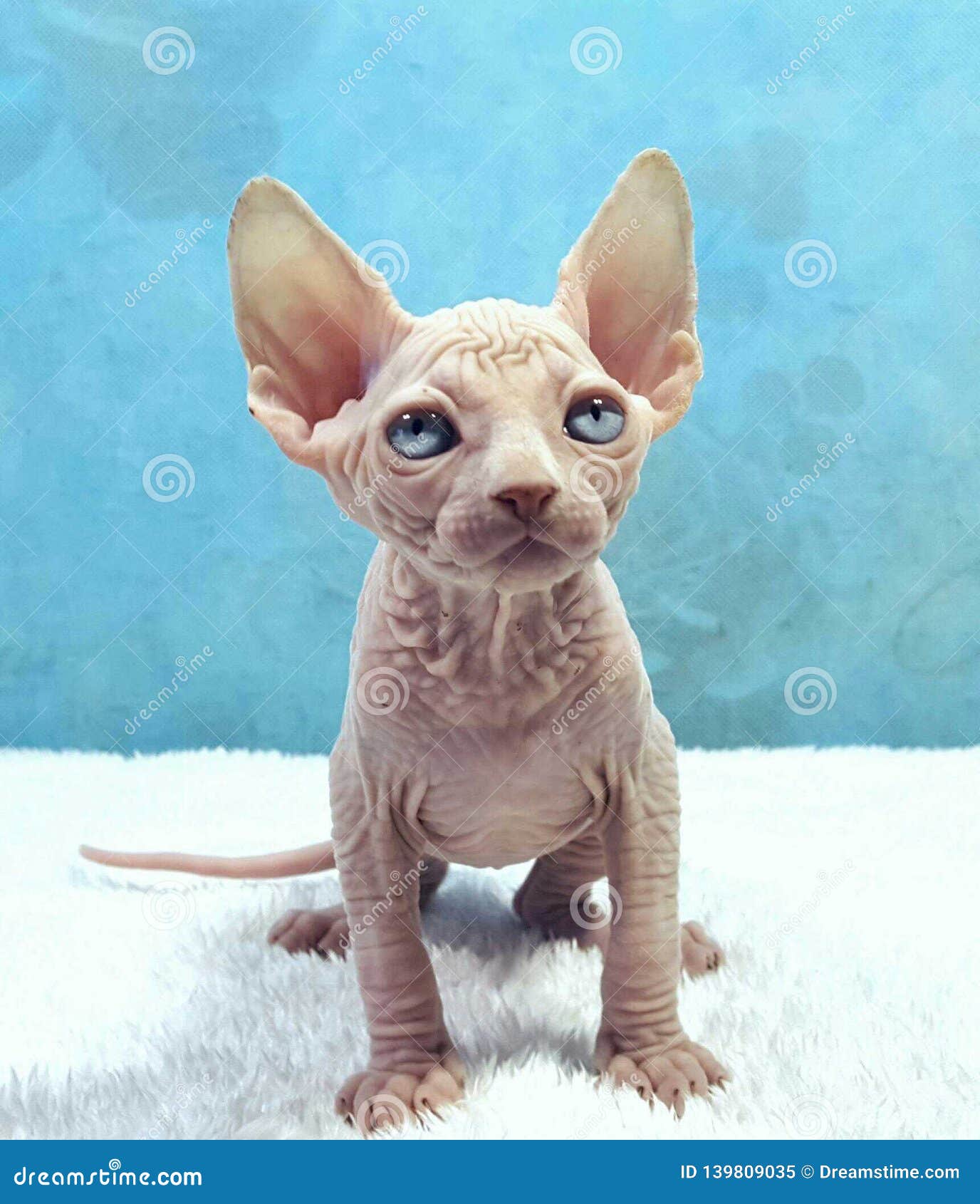 Blue Sphinx Stock Photo | CartoonDealer.com #3251088